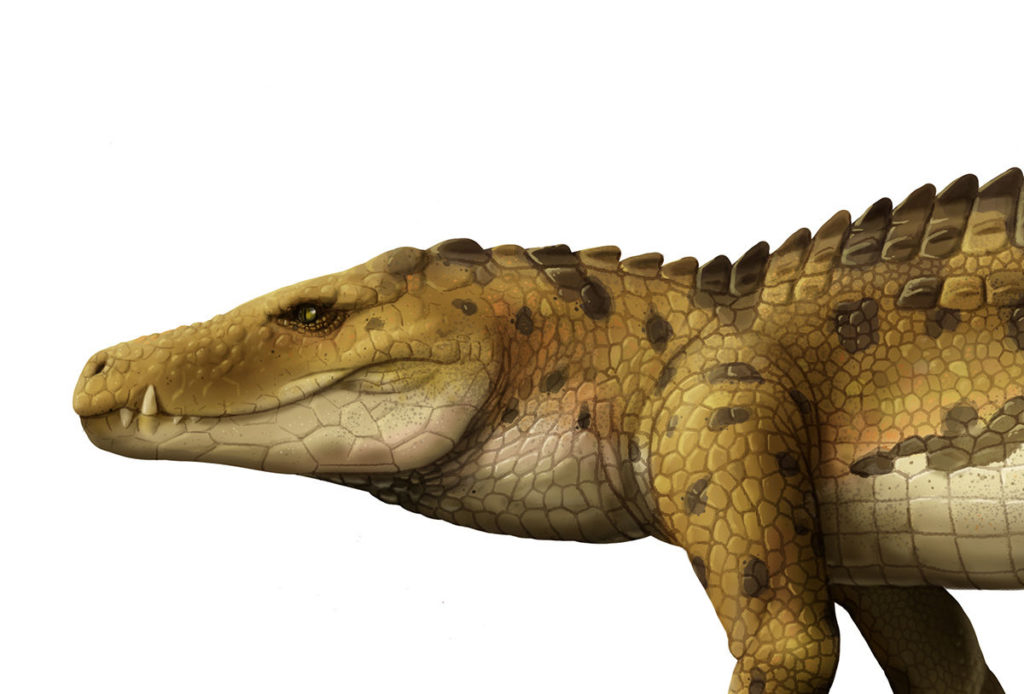 Work - Francisco Riolobos- Illustration and Design